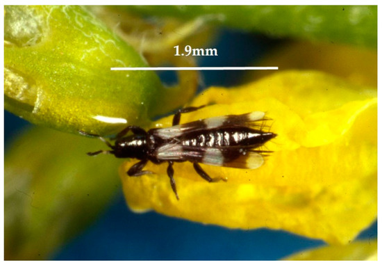 Predation Capacity of the Banded Thrips Aeolothrips intermedius for the ...