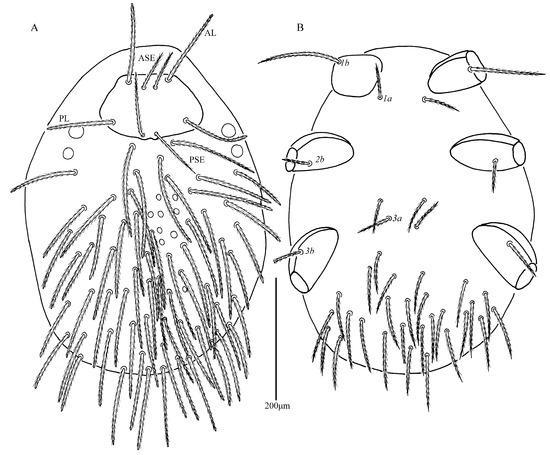 Insects | An Open Access Journal from MDPI