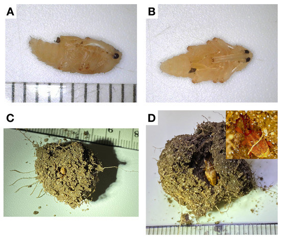 Phenology and Monitoring of the Lesser Chestnut Weevil (Curculio sayi)