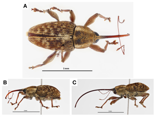 Phenology and Monitoring of the Lesser Chestnut Weevil (Curculio sayi)