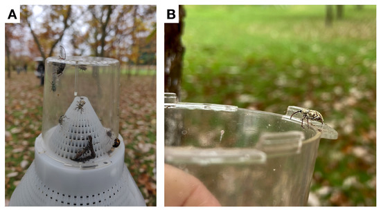 Phenology and Monitoring of the Lesser Chestnut Weevil (Curculio sayi)