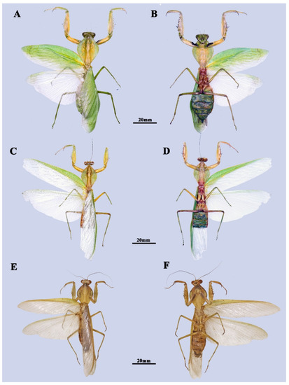 Insects | An Open Access Journal from MDPI