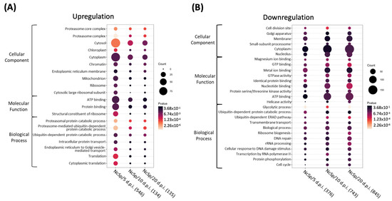 Insects | An Open Access Journal from MDPI
