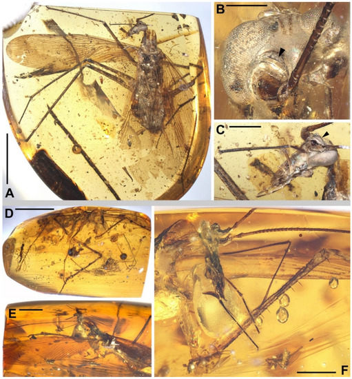 Insects | An Open Access Journal from MDPI