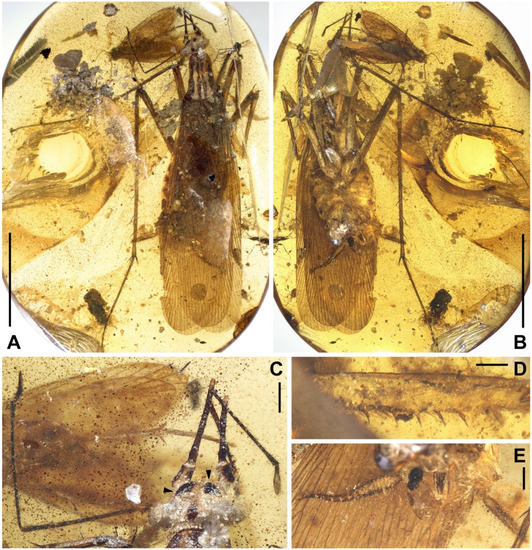 Insects | An Open Access Journal from MDPI