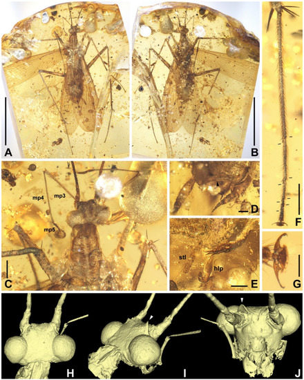 Insects | An Open Access Journal from MDPI
