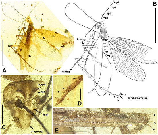Insects | An Open Access Journal from MDPI