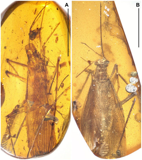 Insects | An Open Access Journal from MDPI