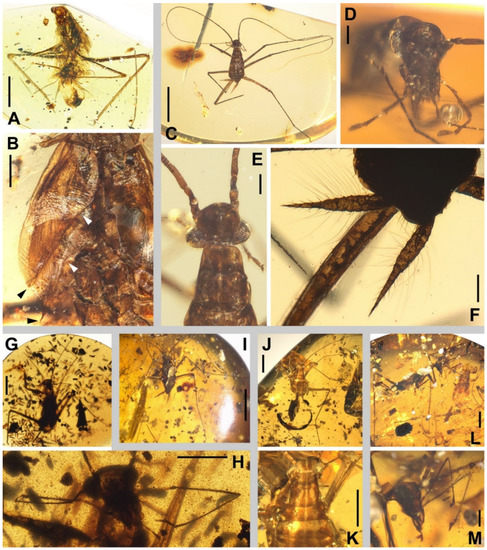 Insects | An Open Access Journal from MDPI