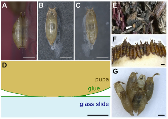 Insects | An Open Access Journal from MDPI