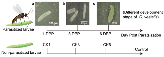 Changes in the Host Gut Microbiota during Parasitization by Parasitic ...