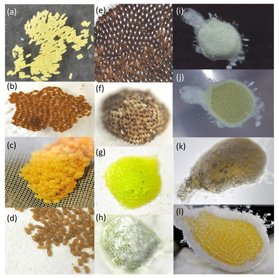 Functions of Egg-Coating Substances Secreted by Female Accessory Glands ...