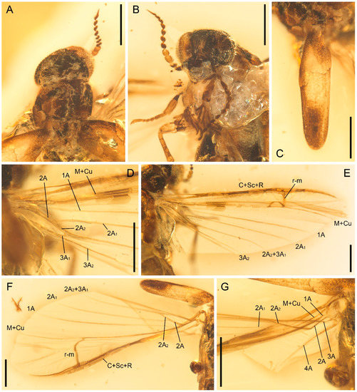 Revisiting the Raractocetus Fossils from Mesozoic and Cenozoic Amber ...