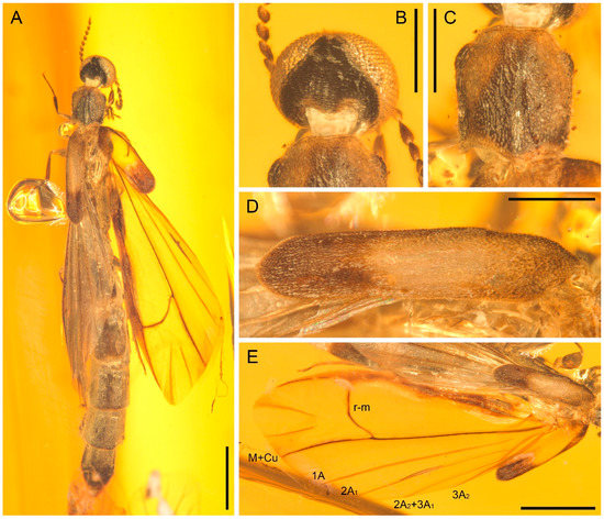 Revisiting the Raractocetus Fossils from Mesozoic and Cenozoic Amber ...