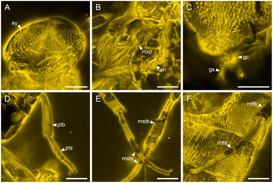 Revisiting the Raractocetus Fossils from Mesozoic and Cenozoic Amber ...