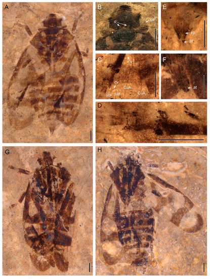 Insects | Free Full-Text | A New Genus of Spittlebugs (Hemiptera ...