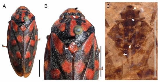 Insects | Free Full-Text | A New Genus of Spittlebugs (Hemiptera ...