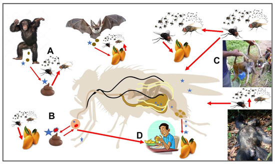 Insects | Free Full-Text | Synanthropic Flies—A Review Including How ...