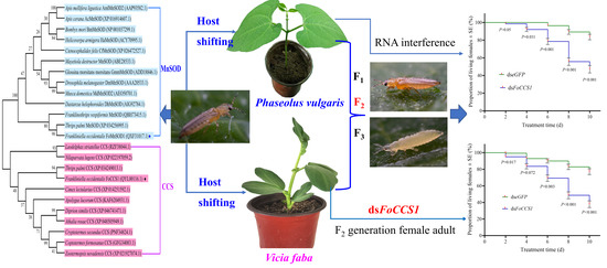Insects | Free Full-Text | Copper Chaperone for Superoxide Dismutase ...