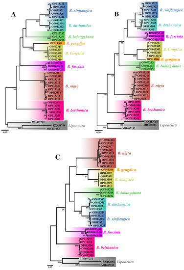Net-Winged Midge Genus Blepharicera Macquart (Diptera: Blephariceridae ...