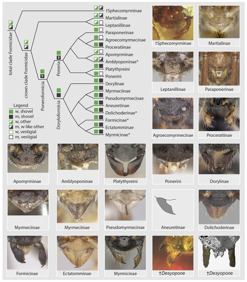 Insects | Free Full-Text | Genomic-Phenomic Reciprocal Illumination ...