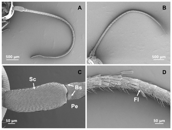 Ultrastructure Characteristics and Sexual Dimorphism of Antennal ...