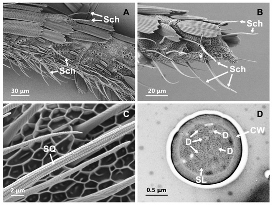 Insects | Topical Collection : Insect Sensory Biology