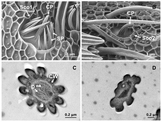 Ultrastructure Characteristics and Sexual Dimorphism of Antennal ...