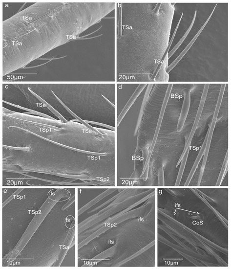 Ultra-Morphology and Mechanical Function of the Trichoideum Sensillum ...