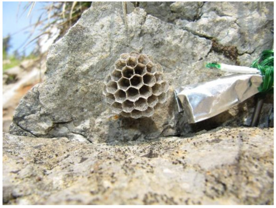 Energetics of Paper Wasps (Polistes sp.) from Differing Climates during ...