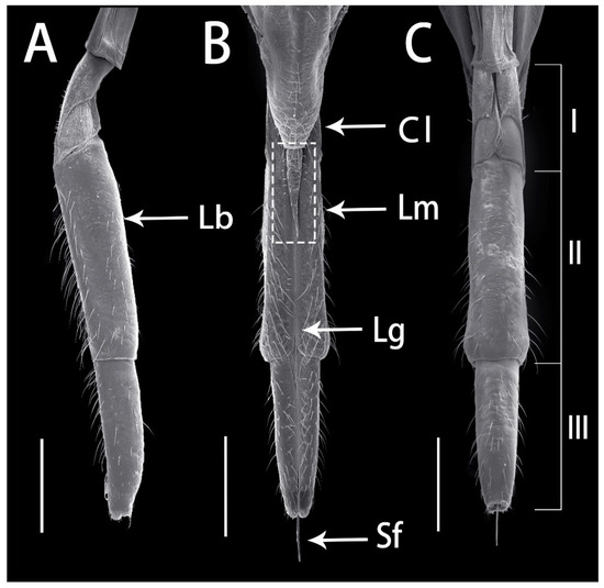 Fine-Structural Morphology of the Mouthparts of the Polyphagous ...