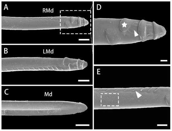 Insects | Free Full-Text | Fine-Structural Morphology of the Mouthparts ...