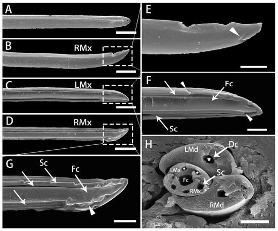 Insects | Free Full-Text | Fine-Structural Morphology of the Mouthparts ...