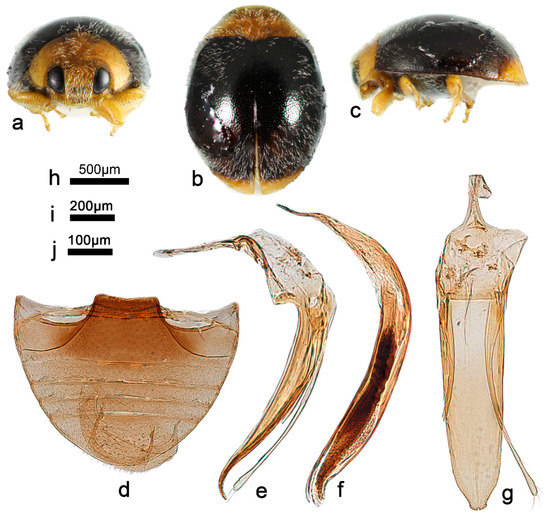 A Taxonomic Review of the Genus Telsimia Casey (Coleoptera ...