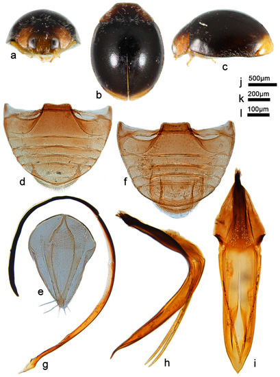 A Taxonomic Review of the Genus Telsimia Casey (Coleoptera ...