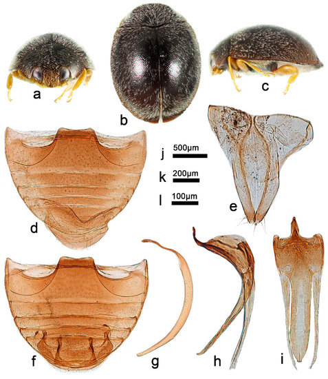 A Taxonomic Review of the Genus Telsimia Casey (Coleoptera ...