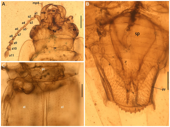 A New Genus of Sap Beetles (Coleoptera: Nitidulidae) from Mid ...