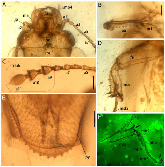A New Genus of Sap Beetles (Coleoptera: Nitidulidae) from Mid ...