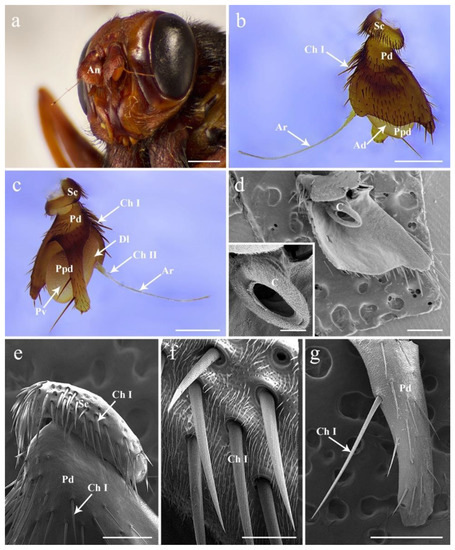 Insights into the Antennal Characteristics and Olfactory Strategy of ...