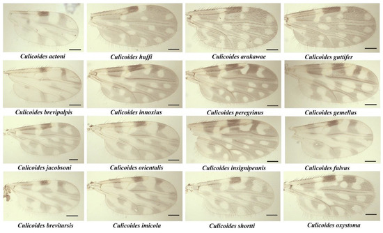 Molecular Identification of Host Blood Meals and Detection of Blood ...