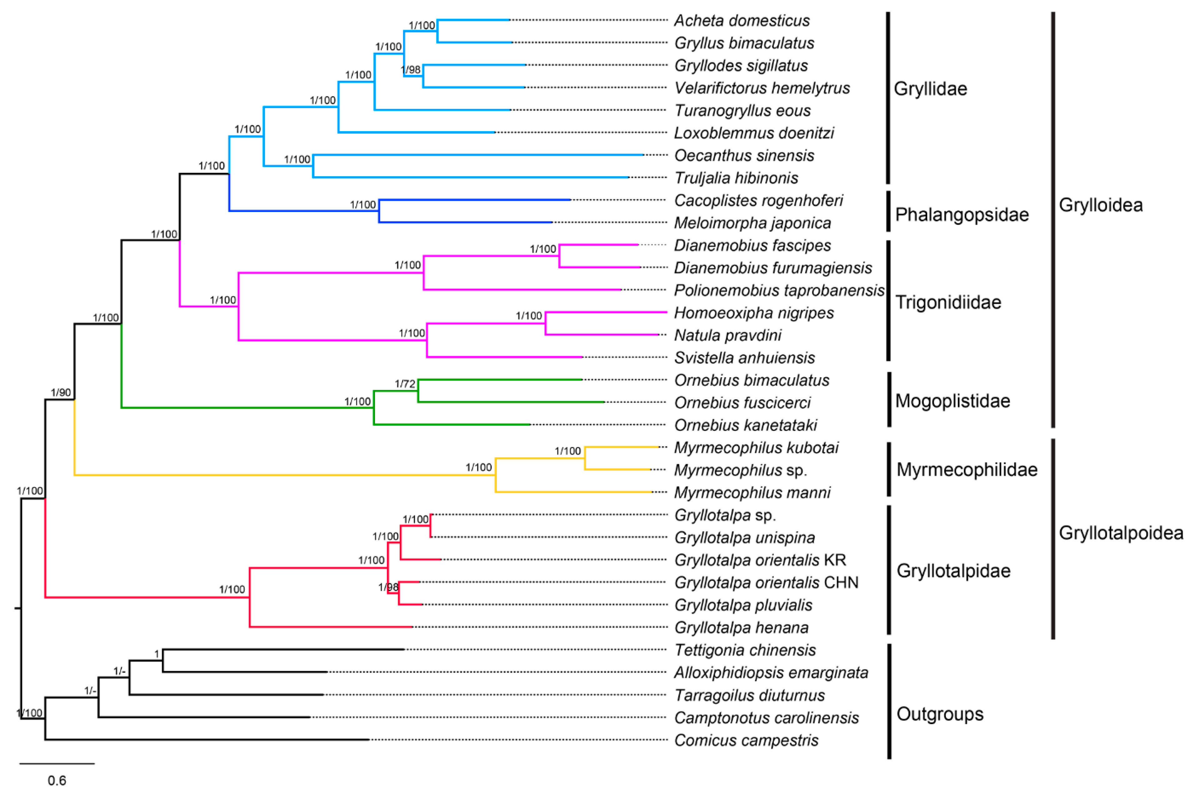 Mitogenomic Comparison of the Mole Crickets Gryllotalpidae with the ...