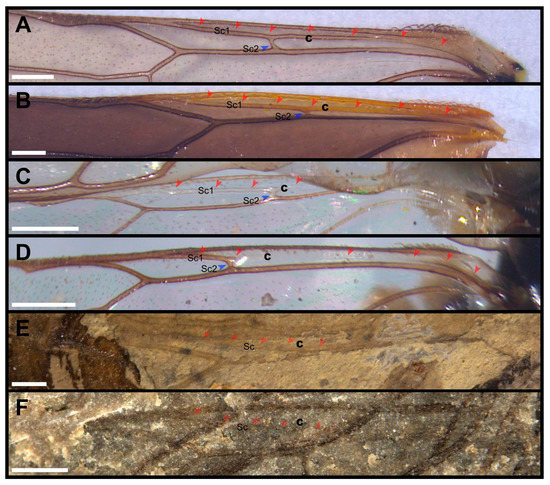 New Pamphiliids with Varying Venations from Lower Cretaceous Yixian ...