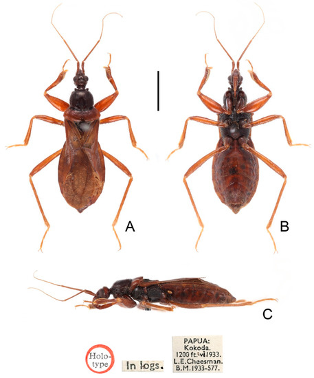 Revision of the Assassin Bug Genus Sigicoris stat. nov. Based on ...