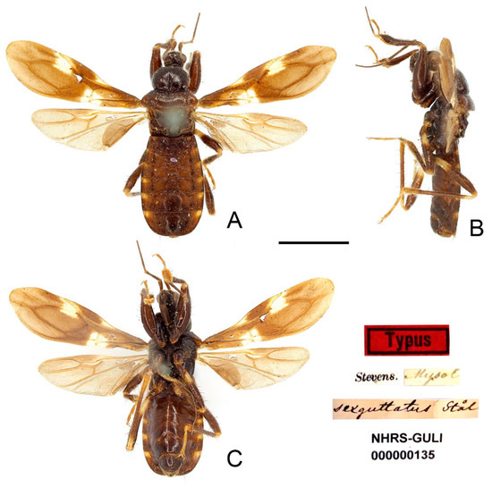 Insects | Special Issue : Systematics, Phylogeny, Evolution and ...