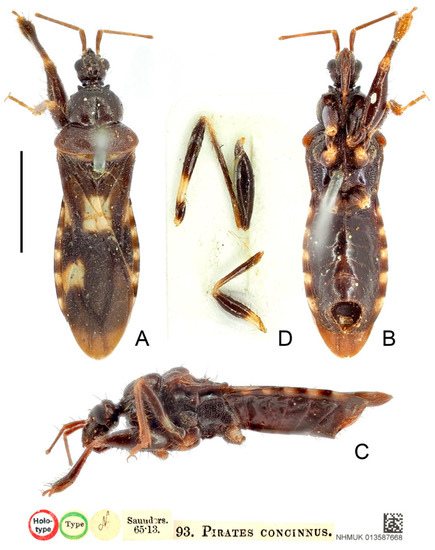 Revision of the Assassin Bug Genus Sigicoris stat. nov. Based on ...