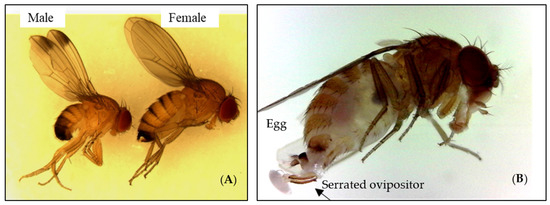 Effects of Three Cultural Practices on Drosophila suzukii (Diptera: Drosophilidae) in Open ...