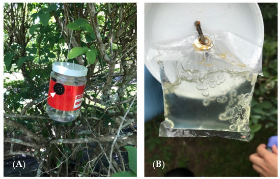 Effects of Three Cultural Practices on Drosophila suzukii (Diptera: Drosophilidae) in Open ...