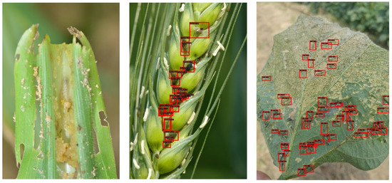 Attention-Based Multiscale Feature Pyramid Network for Corn Pest ...