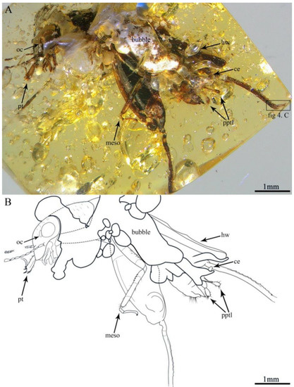 Two New Species of Ripipterygidae (Orthoptera, Tridactyloidea) from Mid ...