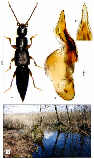 Synthesis of Current Knowledge of the Morphology of the Larval Stages ...